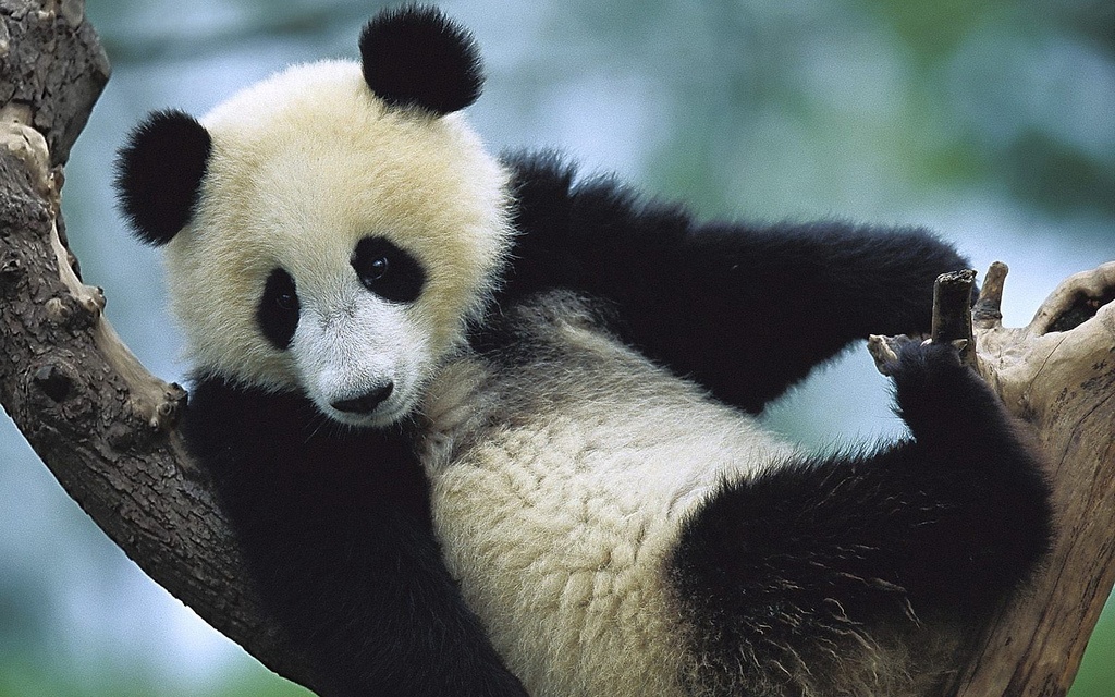 Saving The Pandas One Association At A Time Saving The Pandas One Association At A Time
